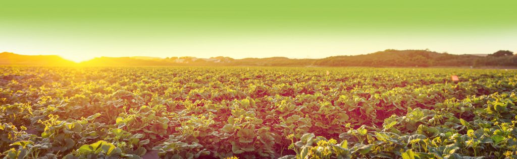 Grower, Packer, Shipper, and Processor of Strawberries - Bobalu Berries