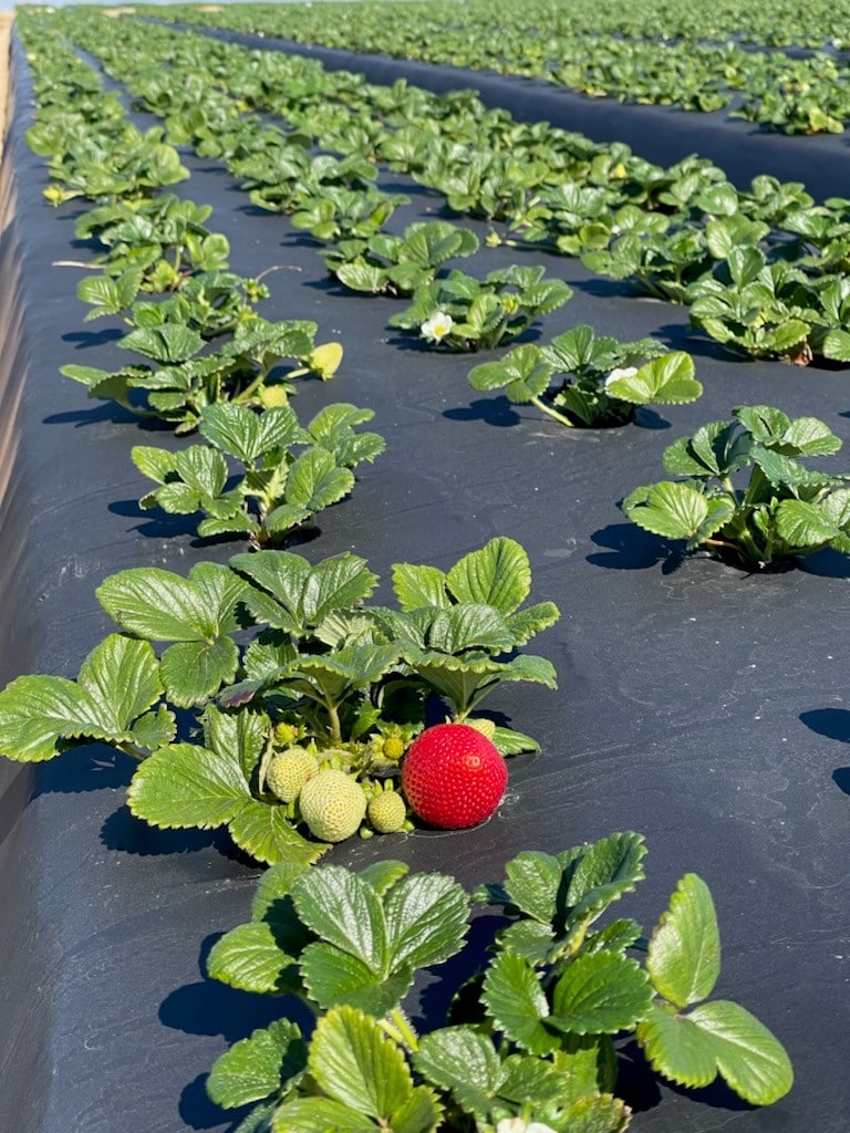 January 28, 2022 - Bobalu Berries