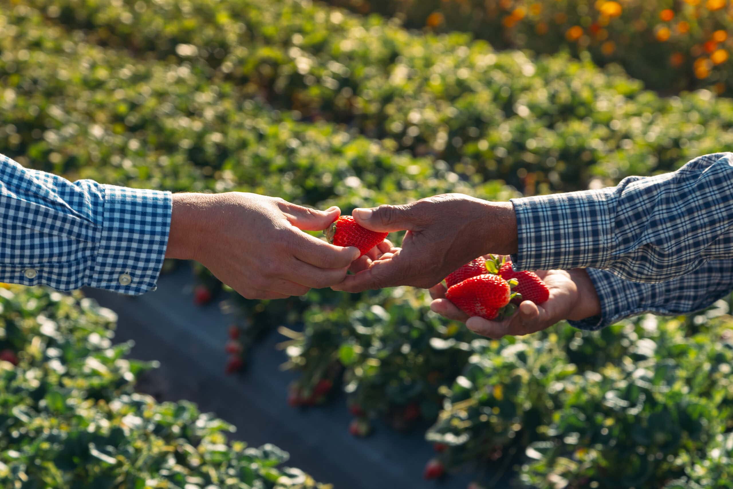 Scholarships - Bobalu Berries
